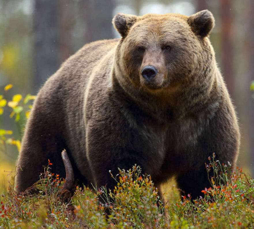 /an/ - /Ursidae/ - Bears general - Animals & Nature - 4chan