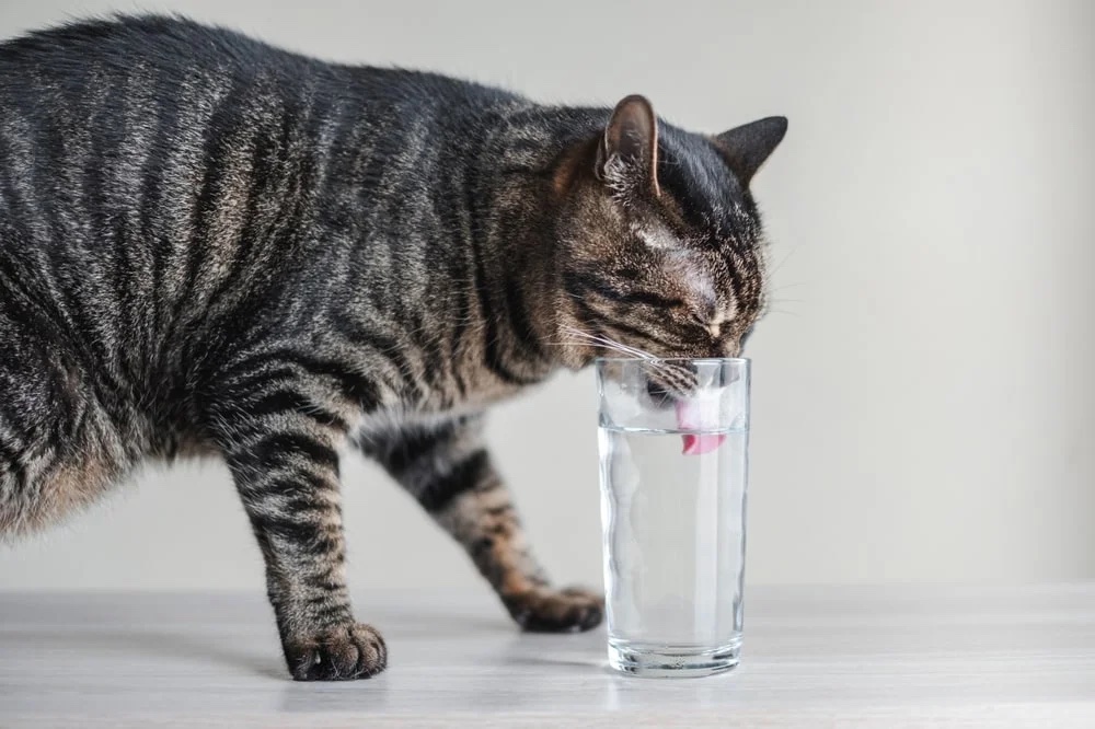 /fit/ - How much water are you supposed to drink every day - Fitness ...