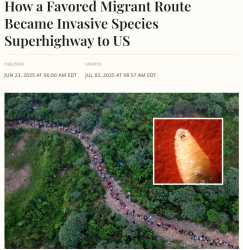 /pol/ - Oh no no no screw worm sisters! - Politically Incorrect - 4chan